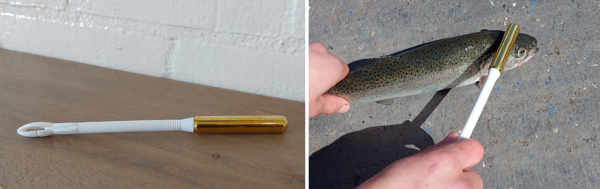 Hoe vang ik een forel? – Forelvijver de Boshoek 2.0 in Elim!