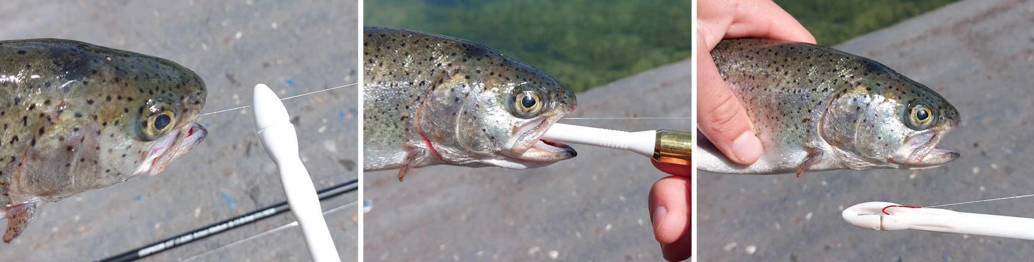 Hoe vang ik een forel? – Forelvijver de Boshoek 2.0 in Elim!